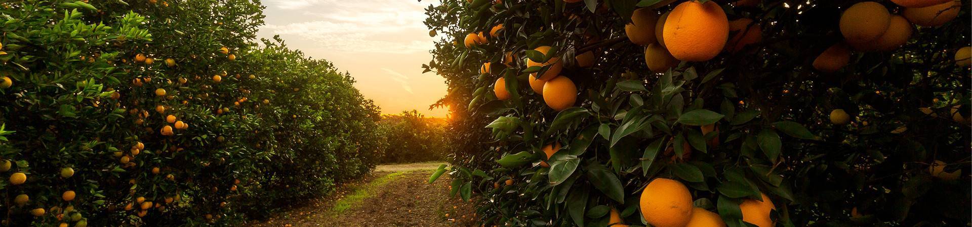 Micro agro - Agro Loans - Araratbank